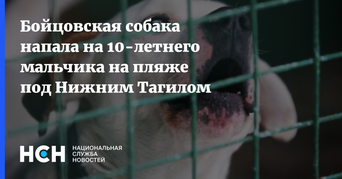 Бойцовская собака напала на 10 летнего мальчика на пляже под Нижним Тагилом