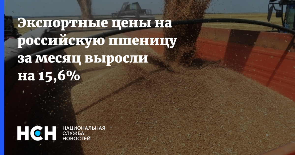 Экспортные цены на российскую пшеницу за месяц выросли на 15 6